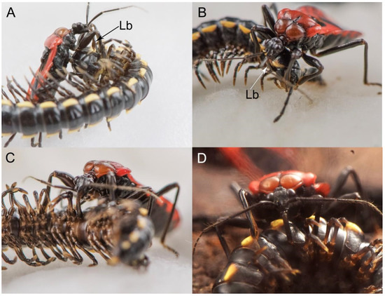 Unique Fine Morphology of Mouthparts in Haematoloecha nigrorufa (Stål ...