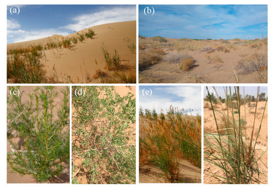 Fine-Scale Vegetation Characteristics Drive Insect Ensemble Structures ...