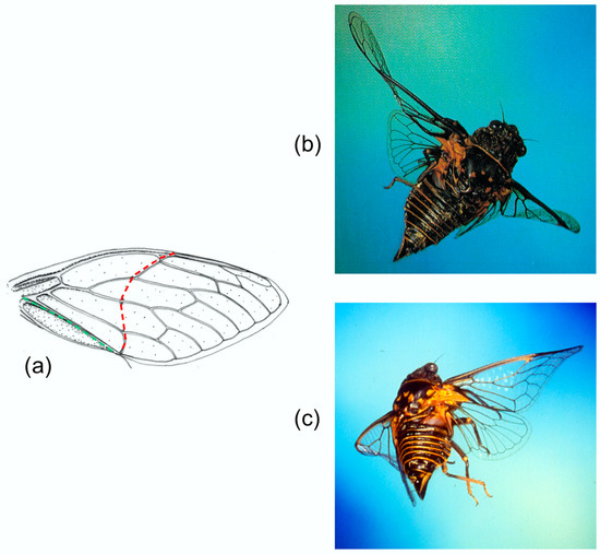 The Geometry and Mechanics of Insect Wing Deformations in Flight: A ...