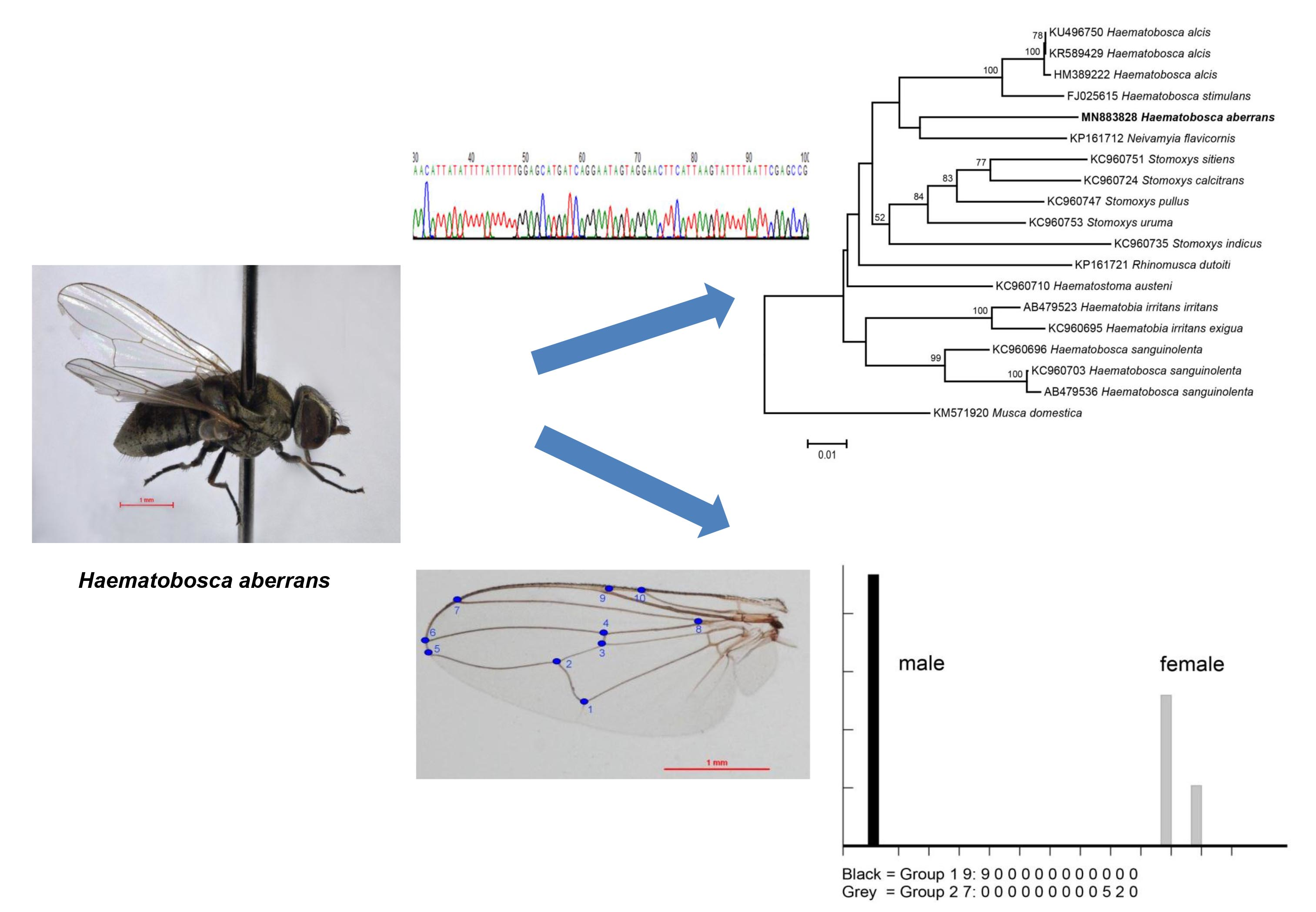 Insects | Free Full-Text | Molecular Identification and Geometric ...
