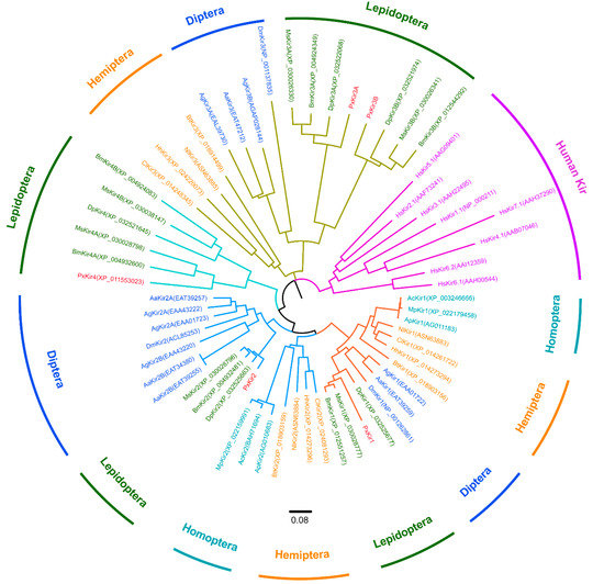 Insects | Special Issue : Insect Molecular Biology
