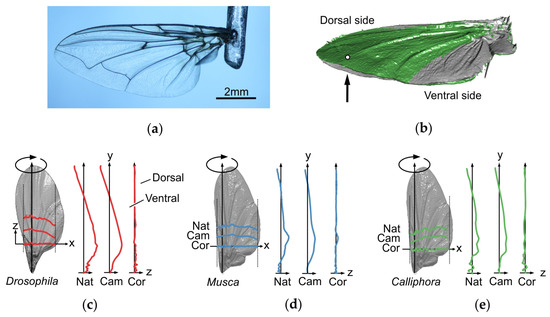 Wing Design in Flies: Properties and Aerodynamic Function