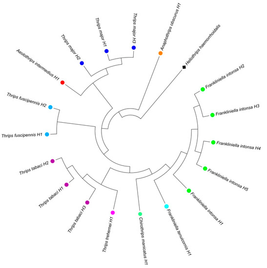 DNA Barcoding: A Reliable Method for the Identification of Thrips ...