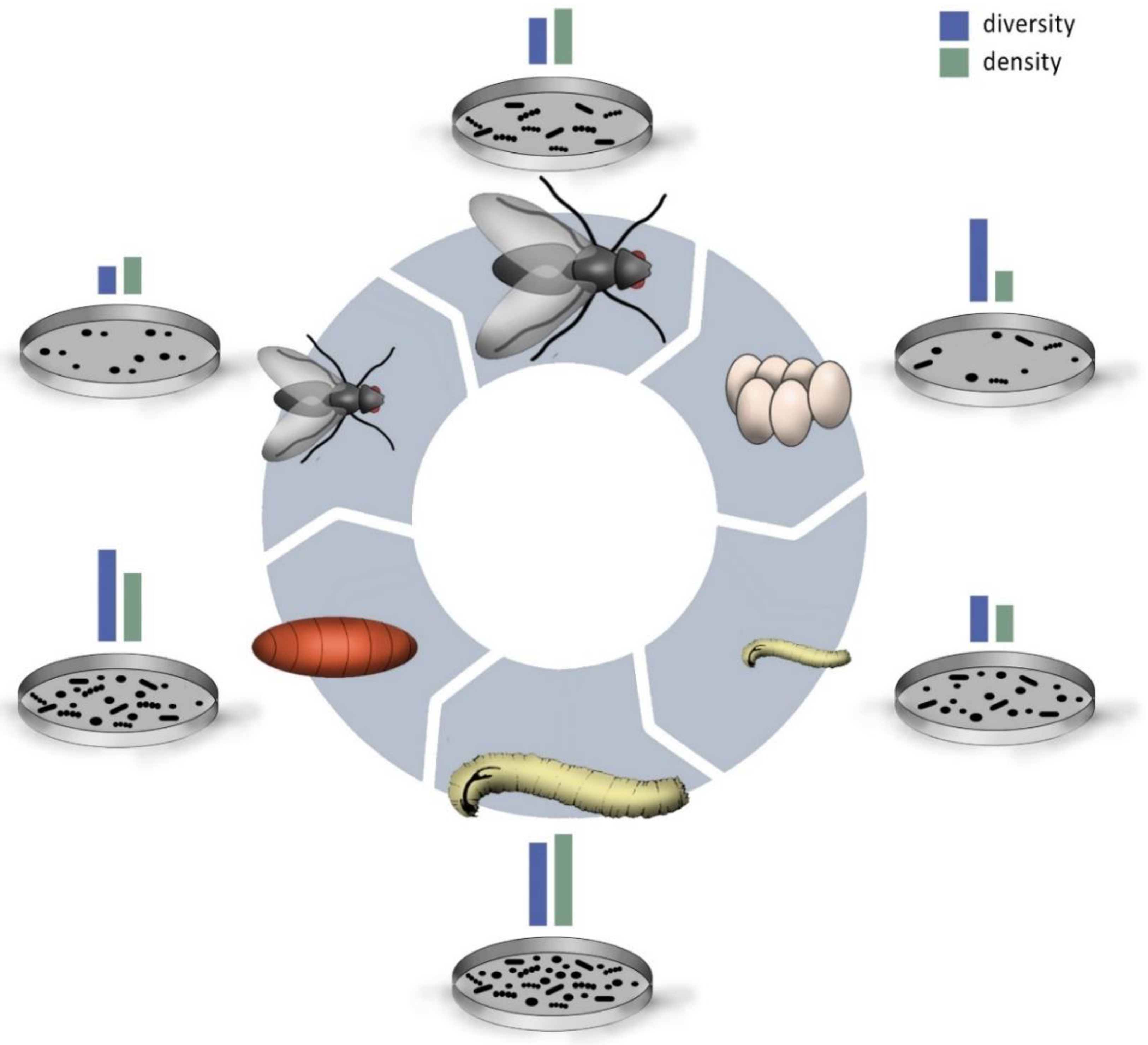 Functional Variation in Dipteran Gut Bacterial Communities in Relation ...