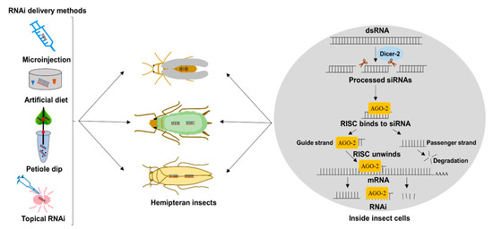 RNAi-Based Functional Genomics in Hemiptera