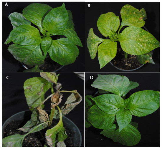 Insects | Special Issue : Insect Vectors of Plant Pathogens