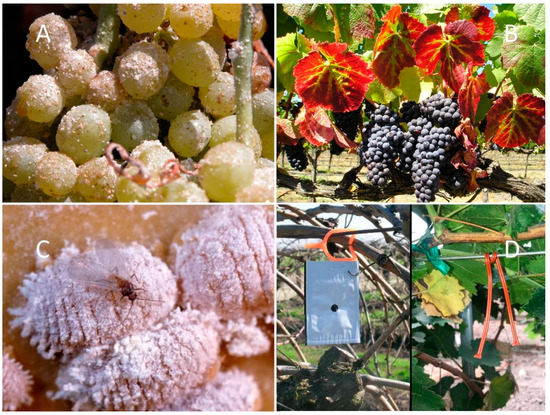 Development of a Mating Disruption Program for a Mealybug, Planococcus ...