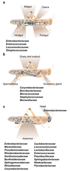 Locust Bacterial Symbionts: An Update