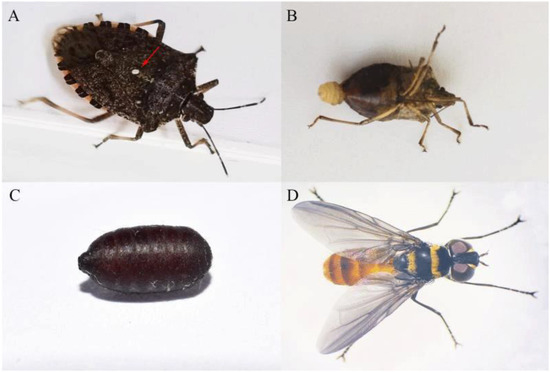 A Newly Reported Parasitoid, Pentatomophaga latifascia (Diptera ...