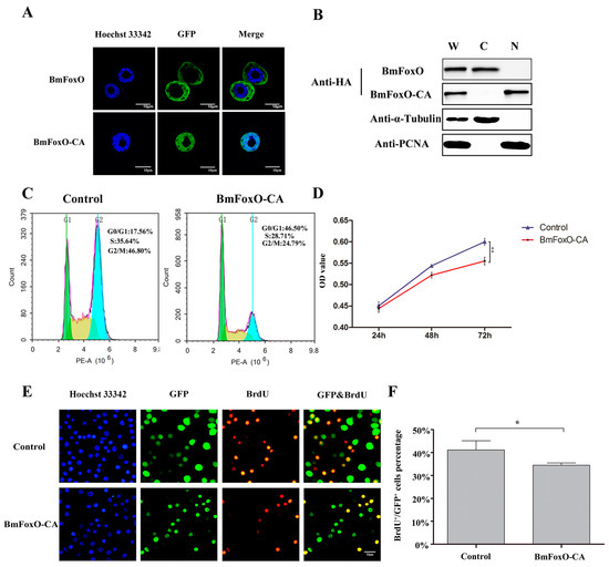 BmFoxO Gene Regulation of the Cell Cycle Induced by 20-Hydroxyecdysone ...