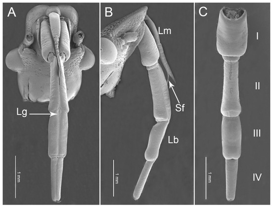 Insects | Free Full-Text | Comparative Morphology of the Mouthparts in ...