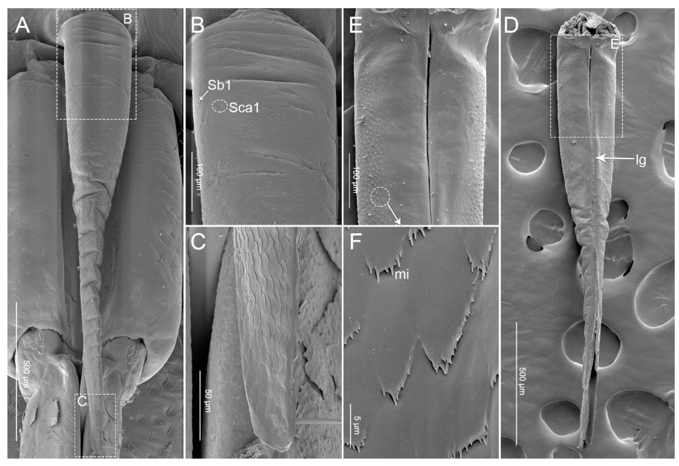 Insects | Free Full-Text | Comparative Morphology of the Mouthparts in ...