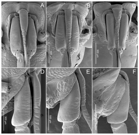 Insects | Free Full-Text | Comparative Morphology of the Mouthparts in ...