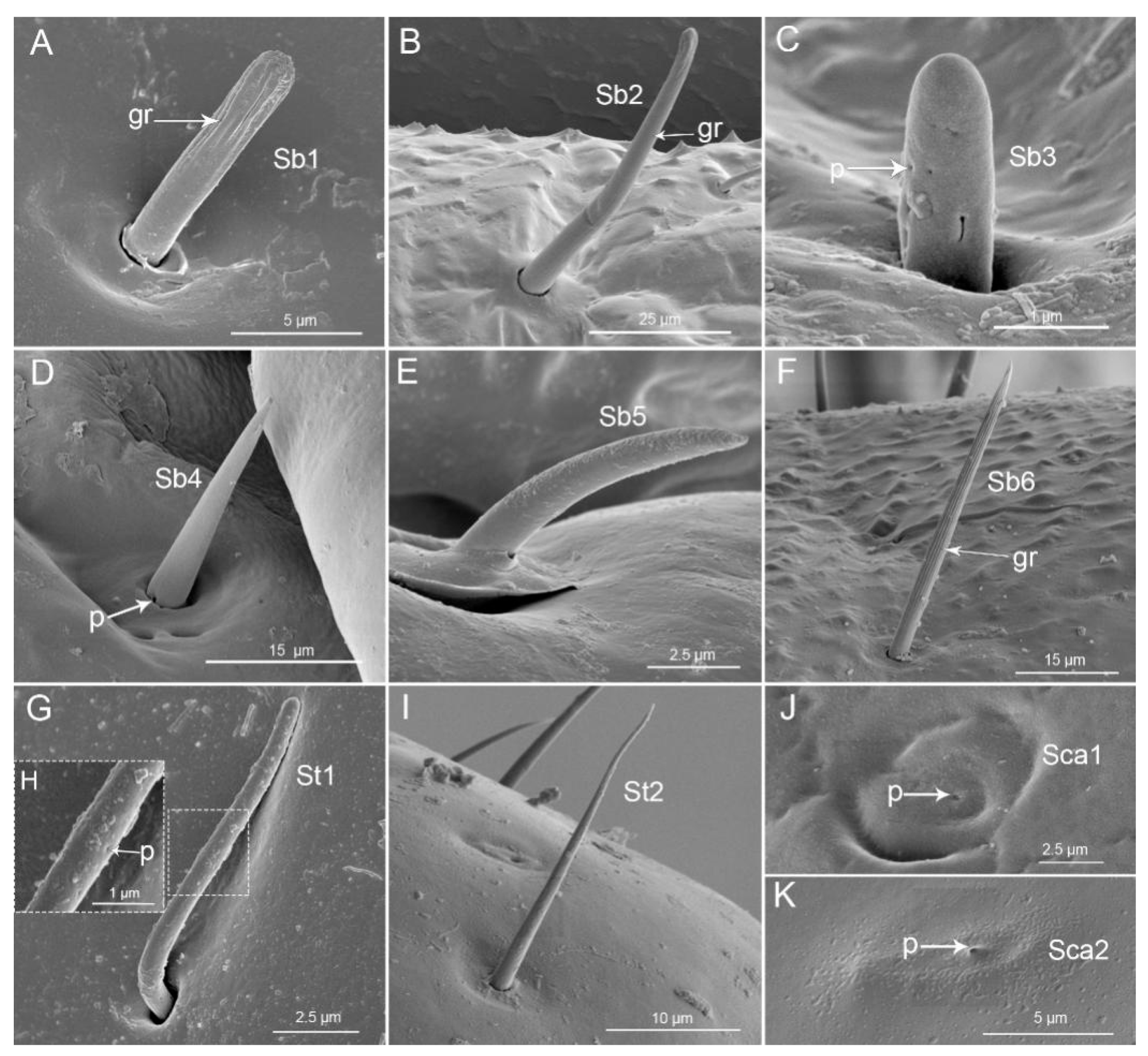 Insects | Free Full-Text | Comparative Morphology of the Mouthparts in ...