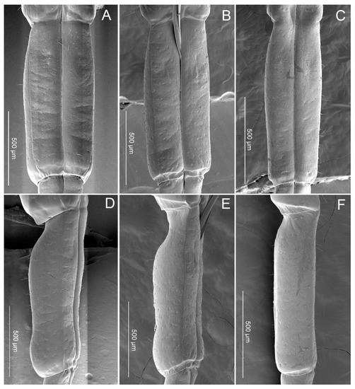 Insects | Free Full-Text | Comparative Morphology of the Mouthparts in ...