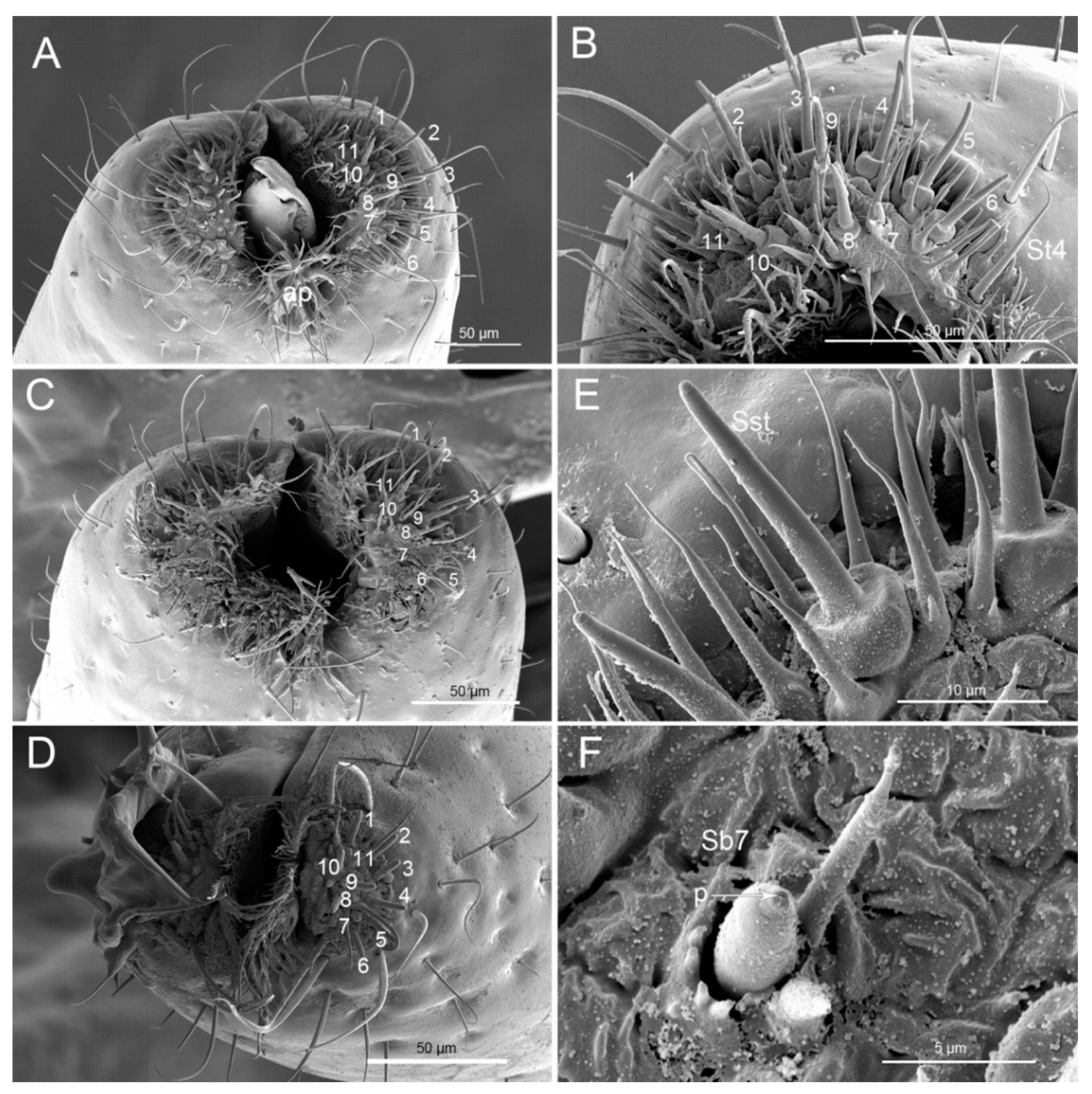 Insects | Free Full-Text | Comparative Morphology of the Mouthparts in ...
