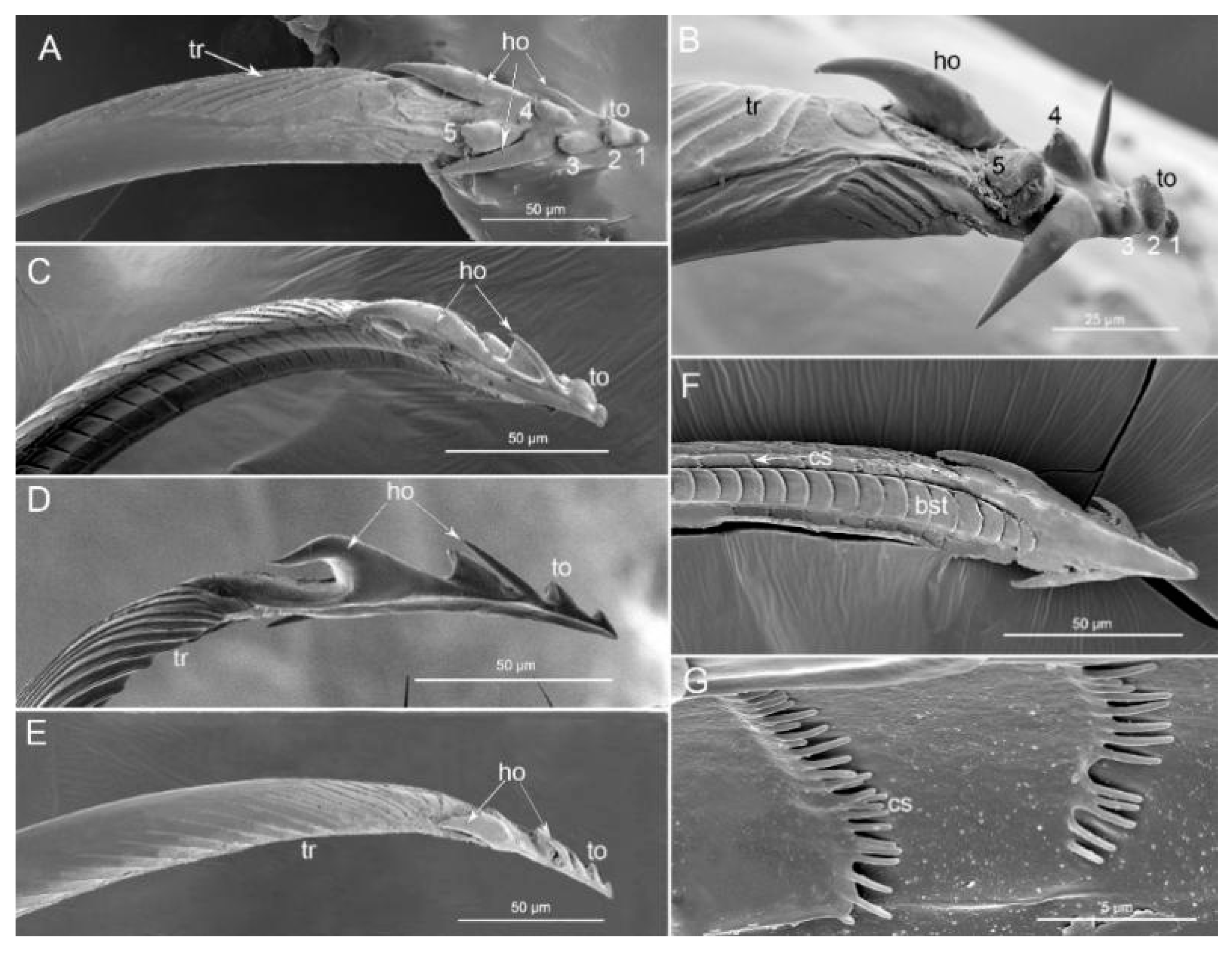 Insects | Free Full-Text | Comparative Morphology of the Mouthparts in ...