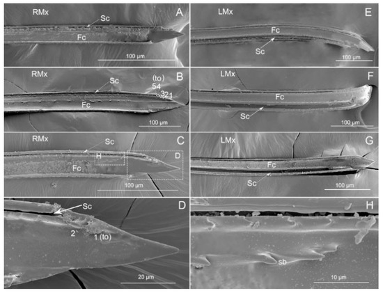 Comparative Morphology of the Mouthparts in Three Predatory Stink Bugs ...