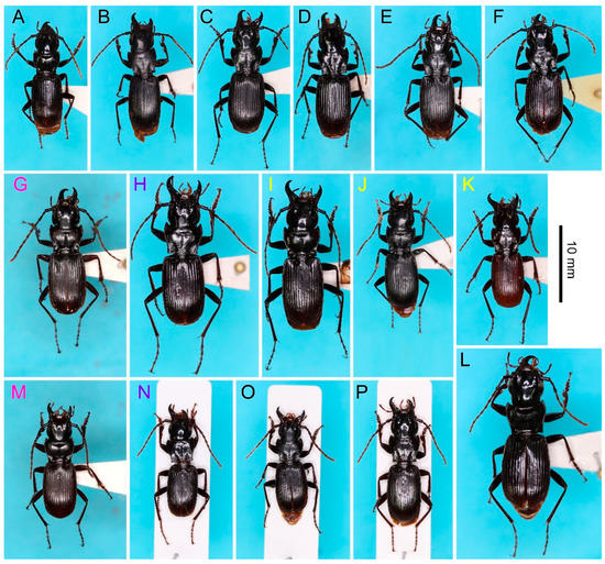 Unexpected Species Identities and Interspecific Relationships in a ...