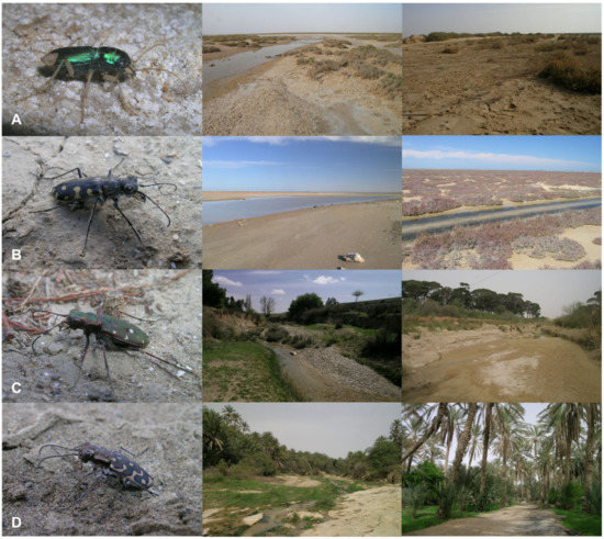 Water Is Needed to Exist: Habitat Preferences of Tiger Beetles ...
