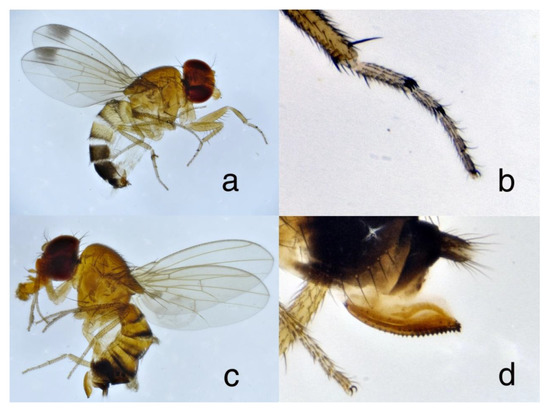Invasive Agricultural Pest Drosophila suzukii (Diptera, Drosophilidae) Appeared in the Russian ...