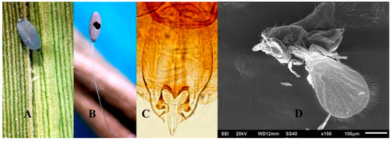 Parasitoids of Chrysopidae Eggs in Sinaloa Mexico