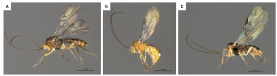 New Mitochondrial Gene Rearrangement in Psyttalia concolor, P. humilis ...