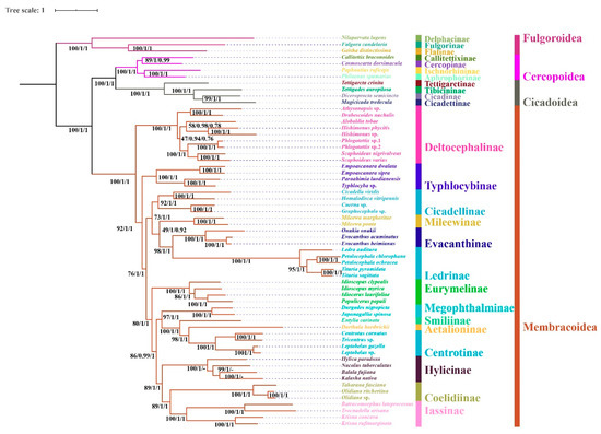 The Complete Mitochondrial Genome of Four Hylicinae (Hemiptera ...