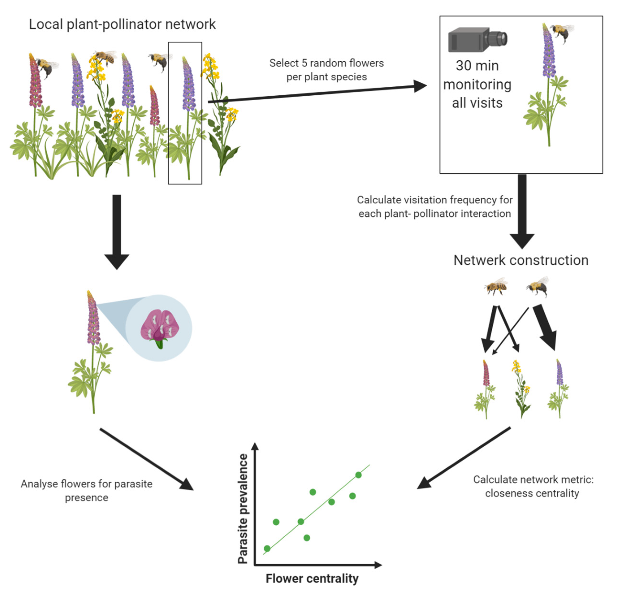 Network Centrality as an Indicator for Pollinator Parasite Transmission ...