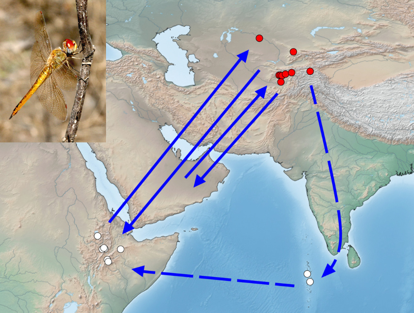 Insects | Free Full-Text | Seasonal Migrations of Pantala flavescens ...
