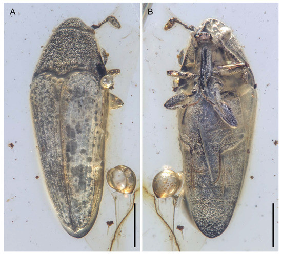 New Genera and Species of the Family Throscidae (Coleoptera ...