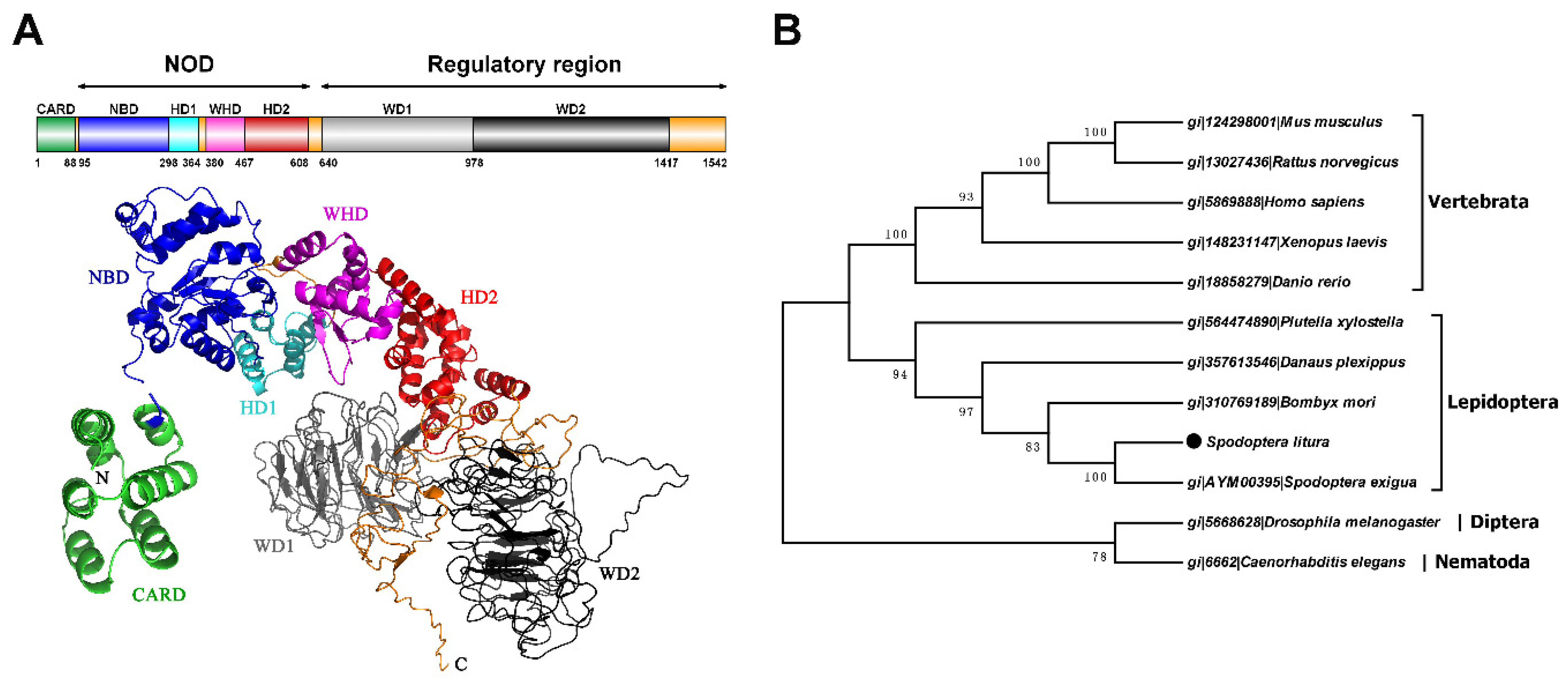 Identification and Functional Analysis of Apoptotic Protease Activating ...