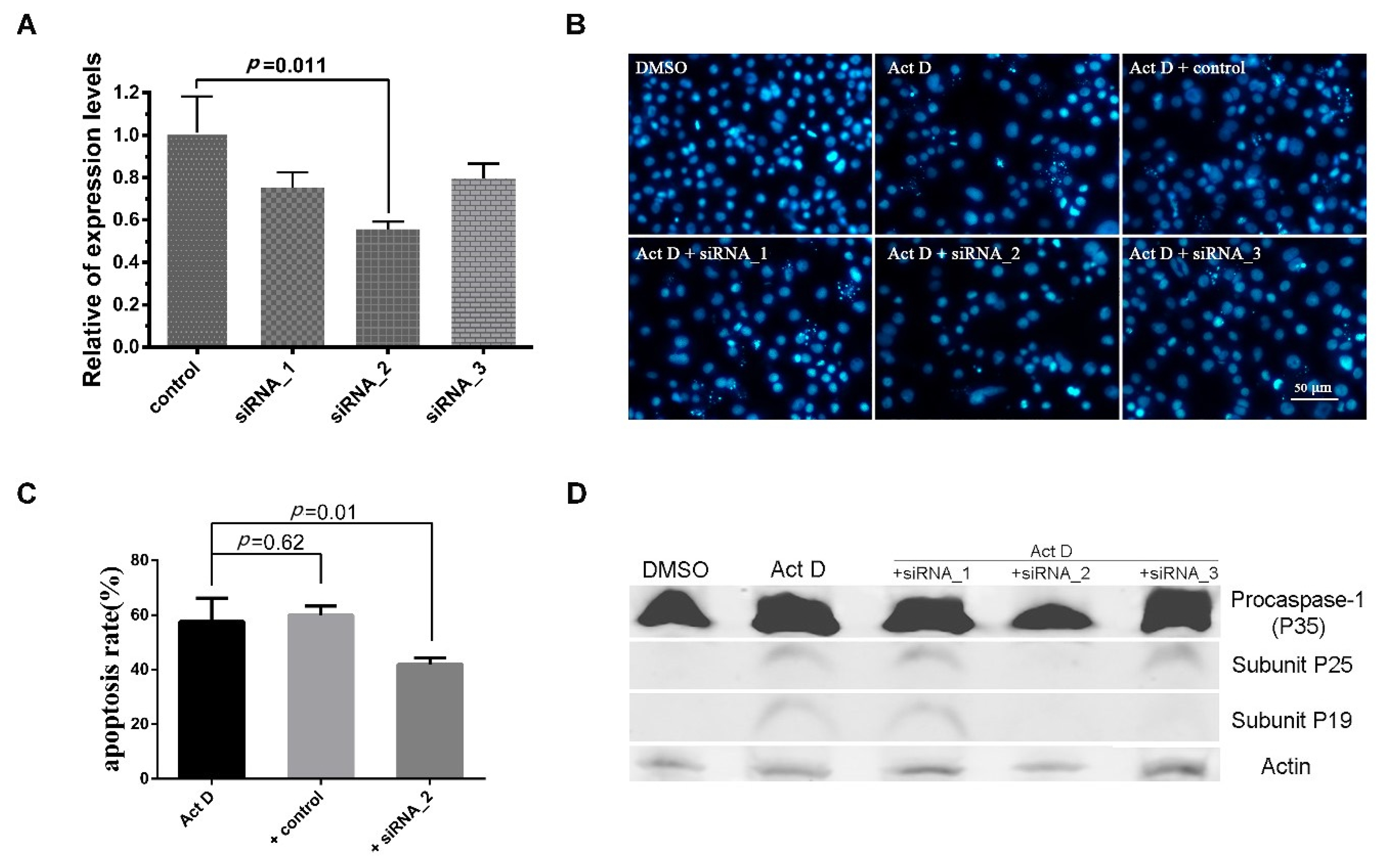 Identification and Functional Analysis of Apoptotic Protease Activating ...