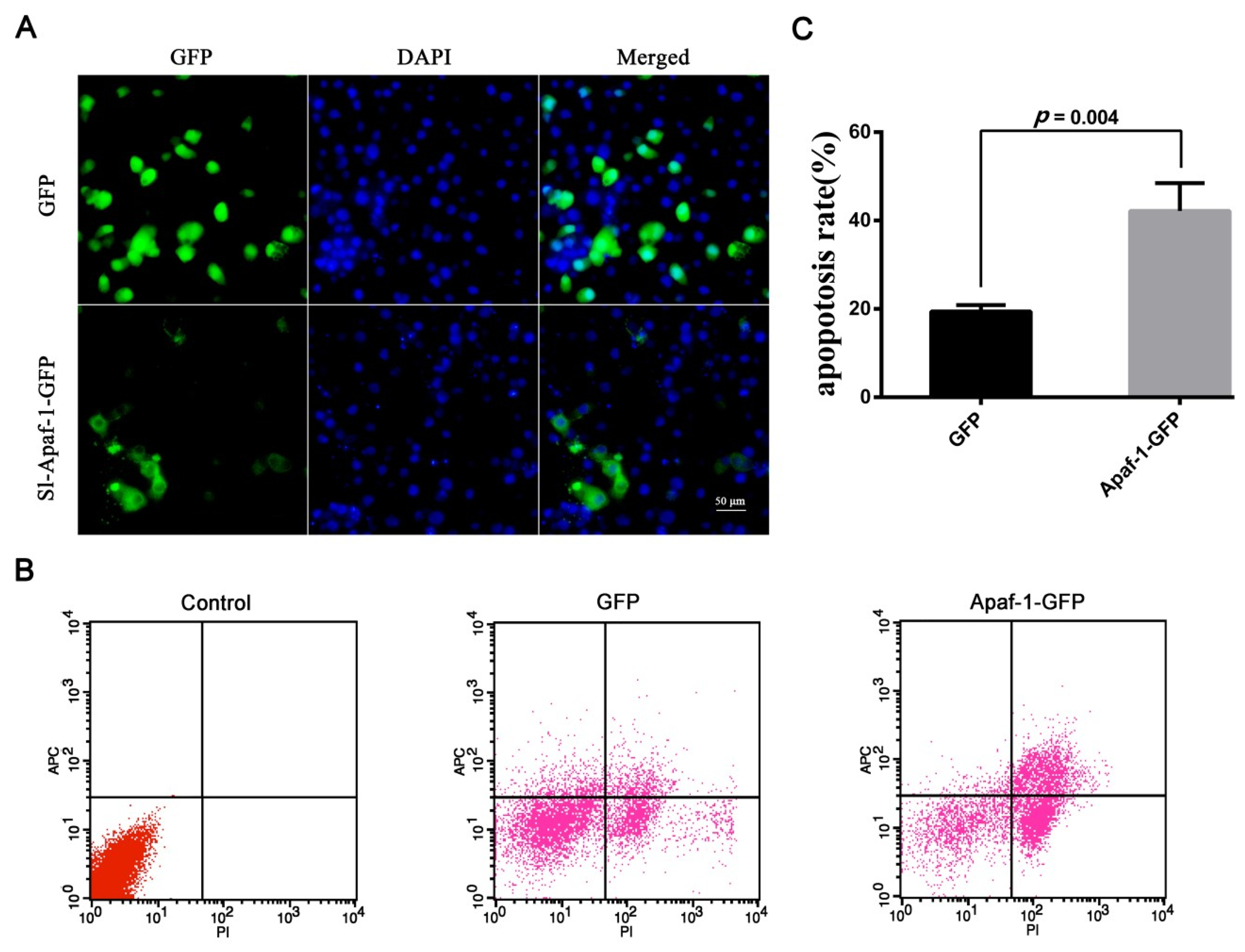 Identification and Functional Analysis of Apoptotic Protease Activating ...