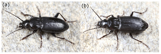 Insects | Topical Collection : Insects in Mountain Ecosystems