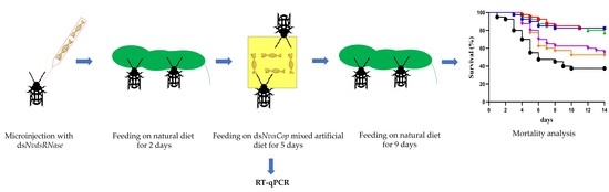 Insects | Special Issue : RNAi in Insect Pest Control