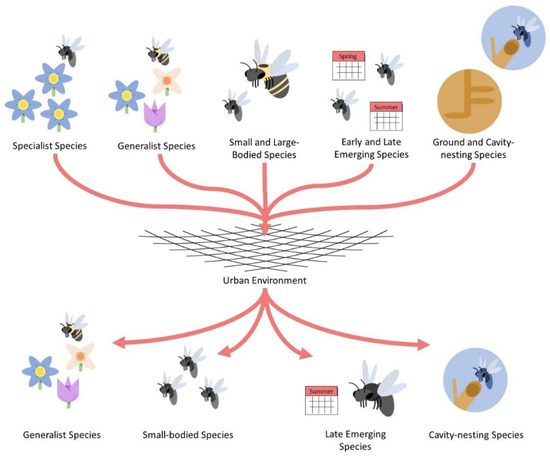 Supporting Bees in Cities: How Bees Are Influenced by Local and ...