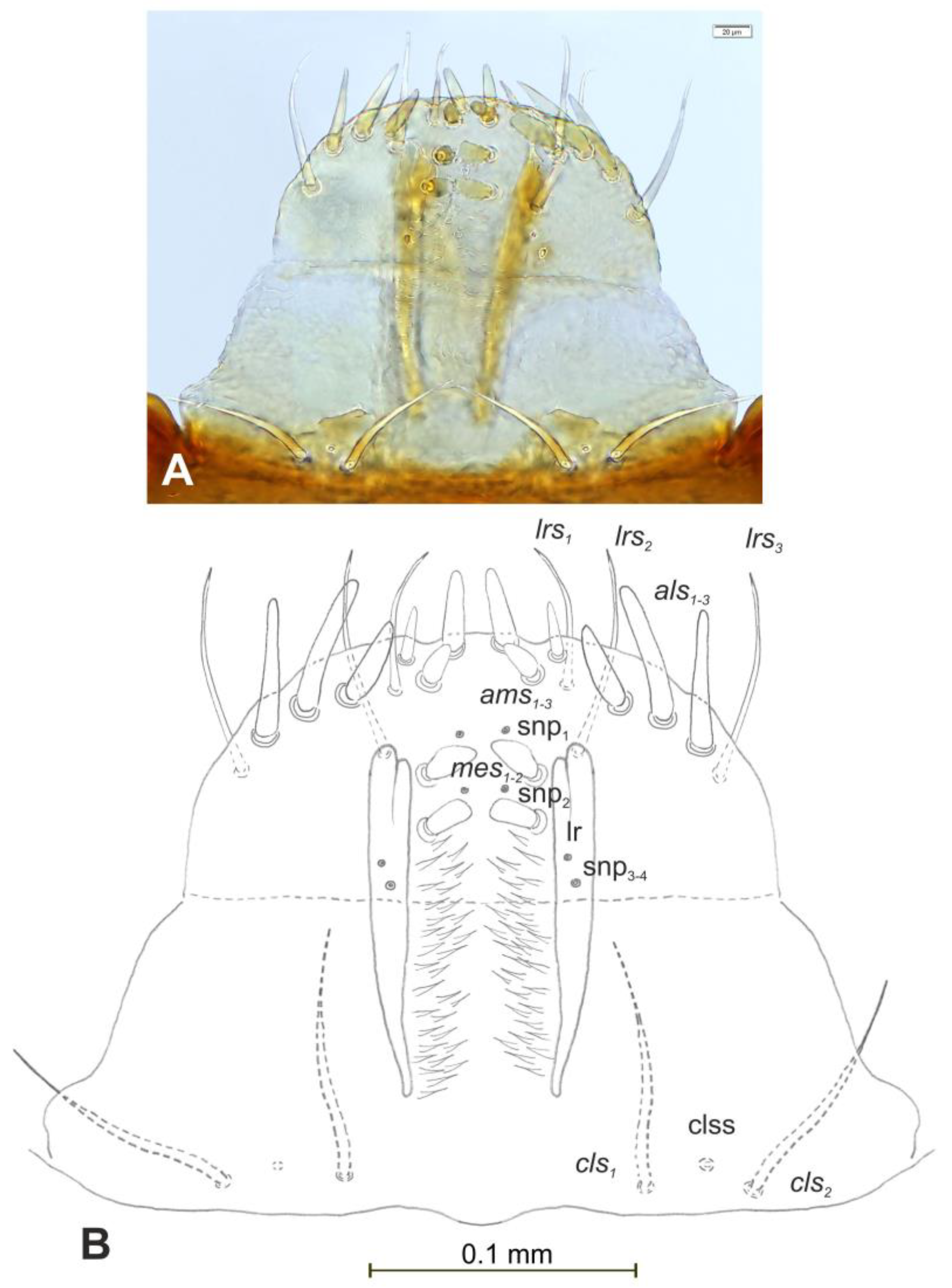 Adult Postabdomen, Immature Stages and Biology of Euryommatus mariae ...