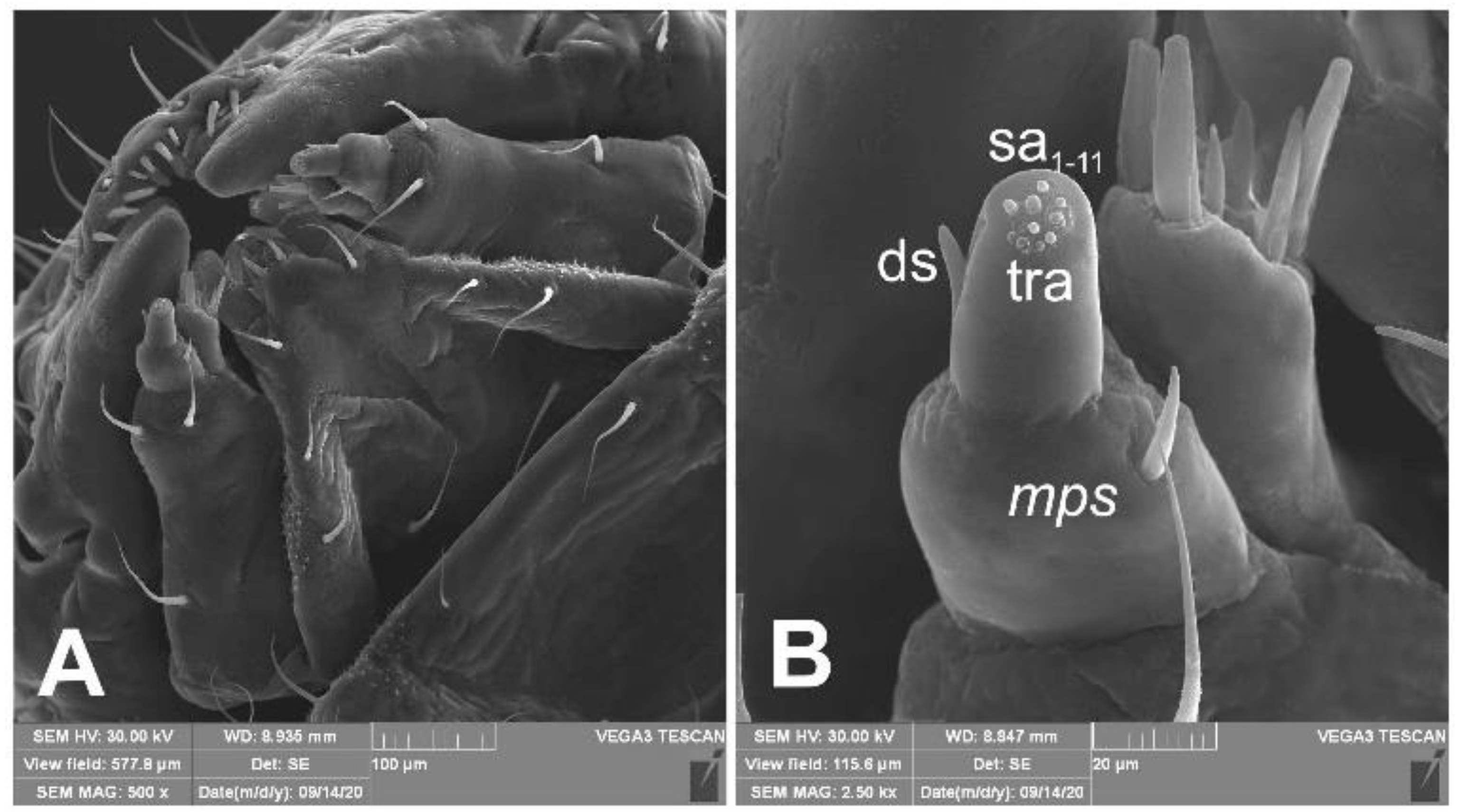 Adult Postabdomen, Immature Stages and Biology of Euryommatus mariae ...