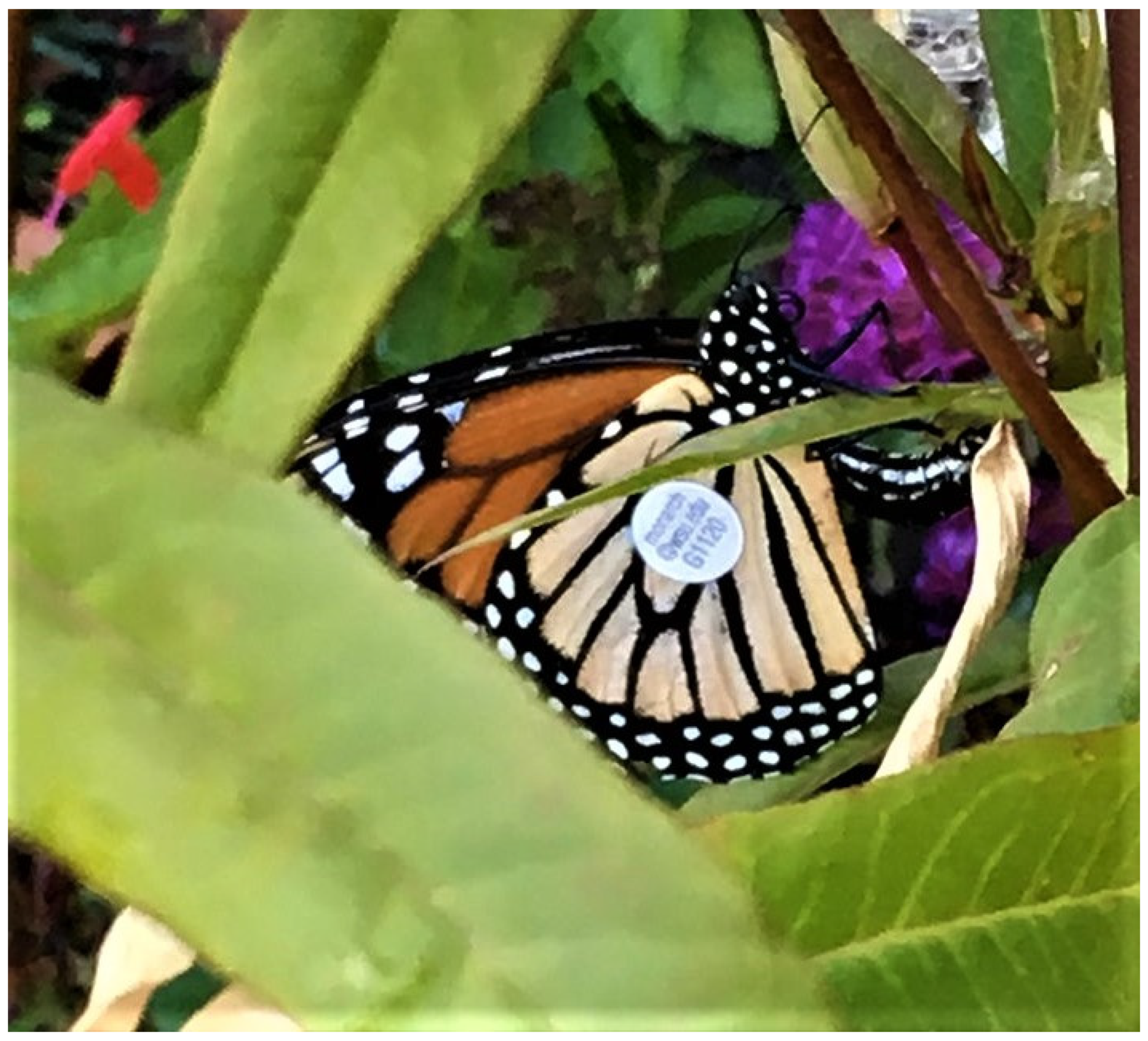 Further Insights on the Migration Biology of Monarch Butterflies ...