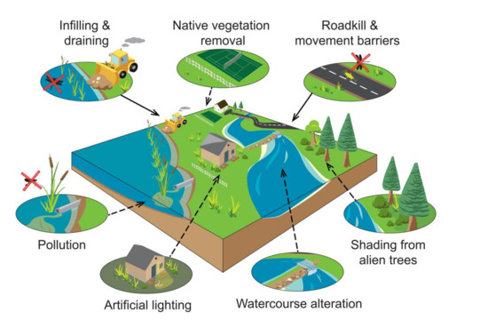 A Review of the Impacts and Opportunities for African Urban Dragonflies
