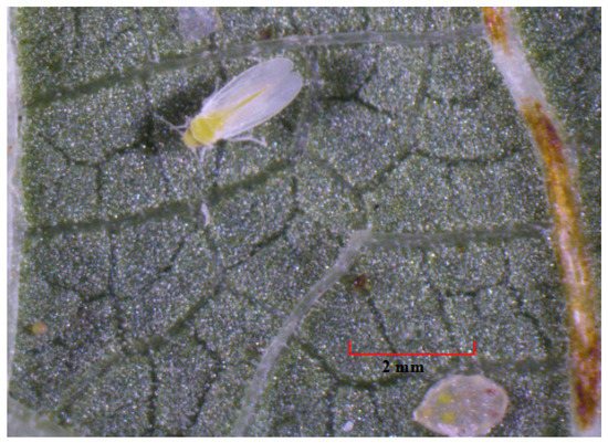 Bemisia tabaci on Vegetables in the Southern United States: Incidence ...