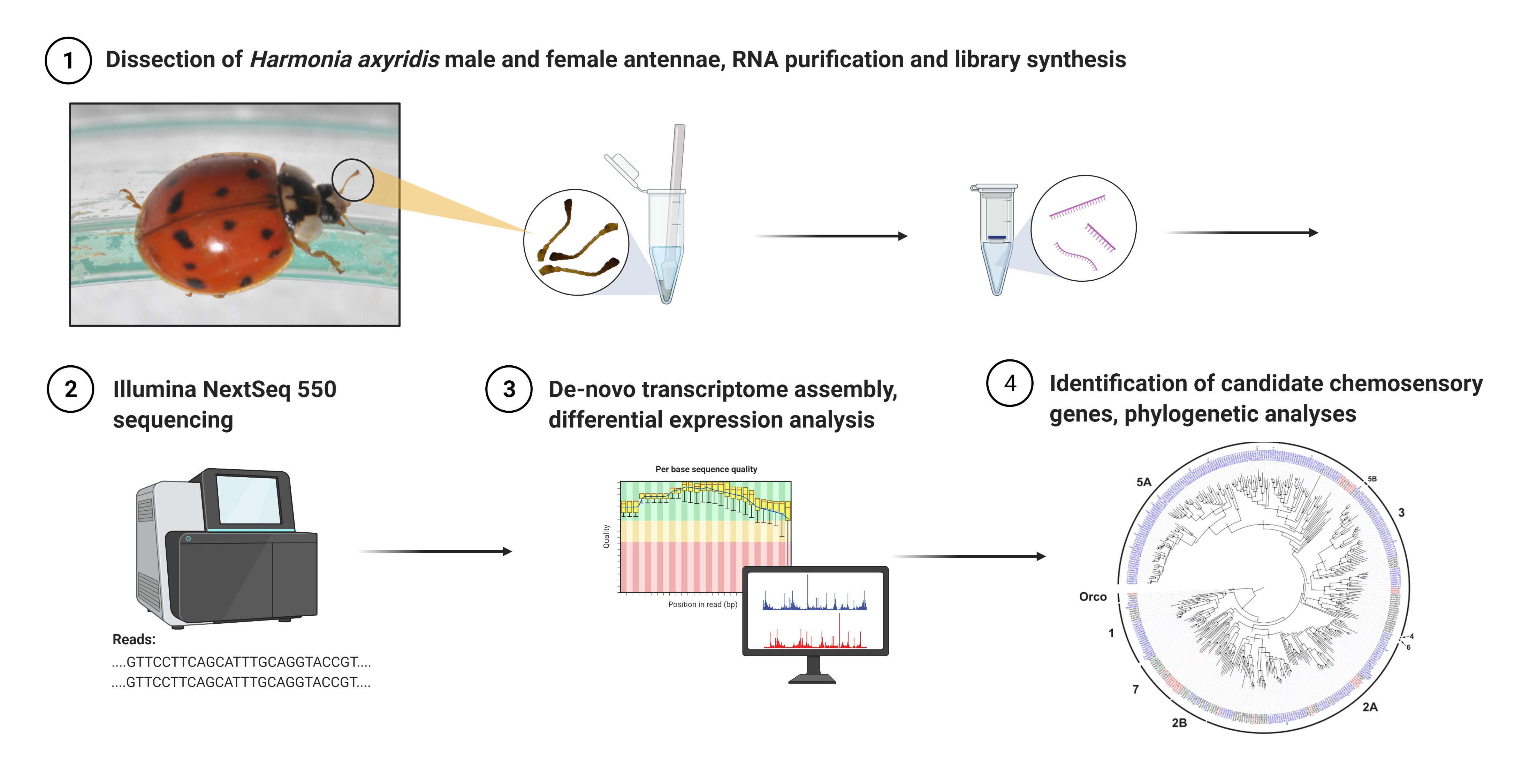 Insects | Free Full-Text | Antennal Transcriptome Analysis and ...