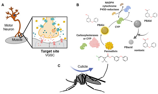Insects | Free Full-Text | From Global to Local—New Insights into Features of Pyrethroid ...