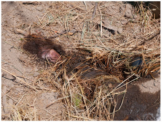 Flies Do Not Jump to Conclusions: Estimation of the Minimum Post-Mortem ...