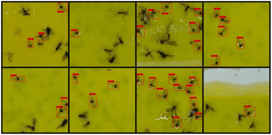Automatic Pest Counting from Pheromone Trap Images Using Deep Learning Object Detectors for ...
