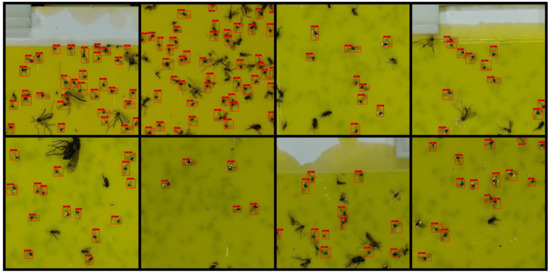 Automatic Pest Counting from Pheromone Trap Images Using Deep Learning Object Detectors for ...