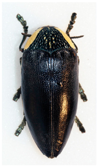 Insects | Topical Collection : Cultural Entomology: Our Love-hate ...