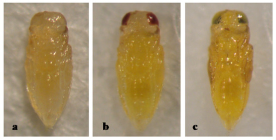 The Pupal Pigmentation Pattern and Pupal Development in the Species of ...