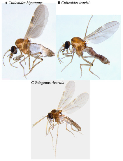 Validation of an Effective Protocol for Culicoides Latreille (Diptera ...